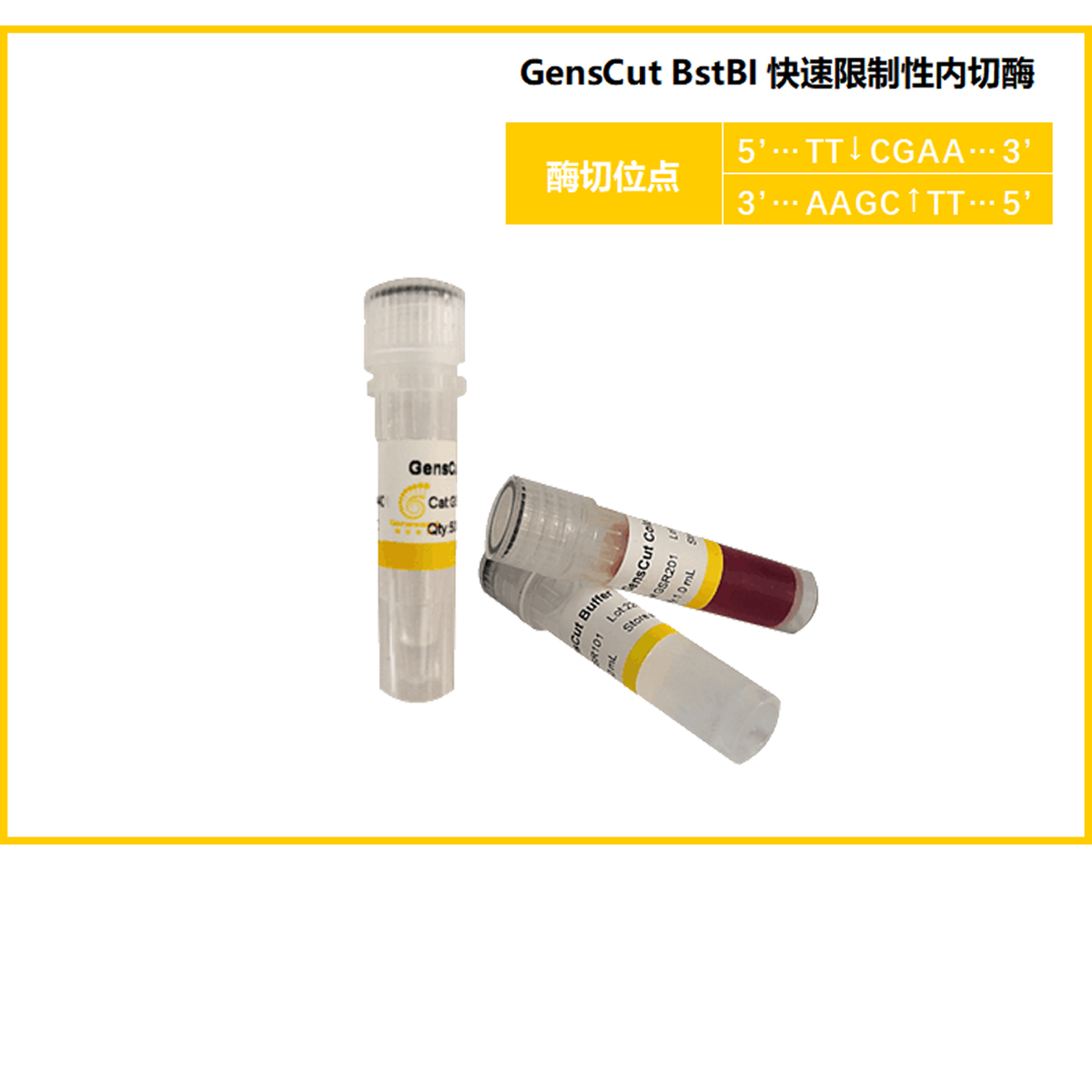 GensCut BstBI 快速内切酶(GSR008)