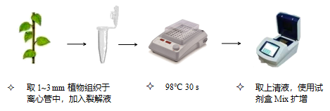 Triumfi Plant Direct PCR Kit 直接扩增PCR (SD311)